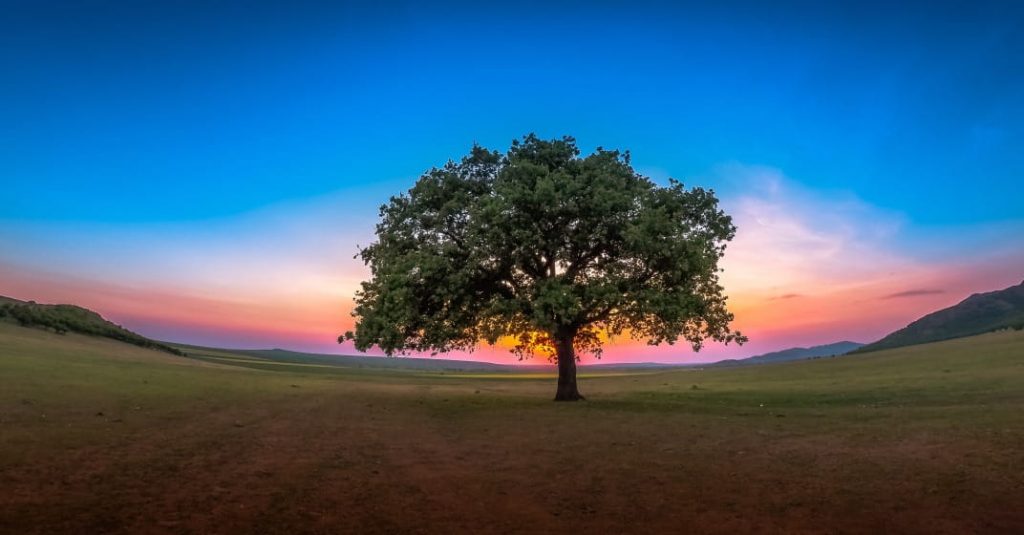 Význam a symbolika stromu života - Napovíme.cz
